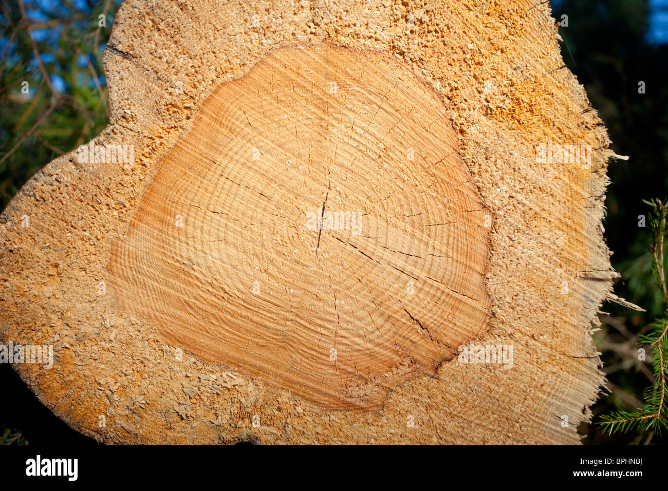 Cross sectional cut hi-res stock photography and images - Alamy