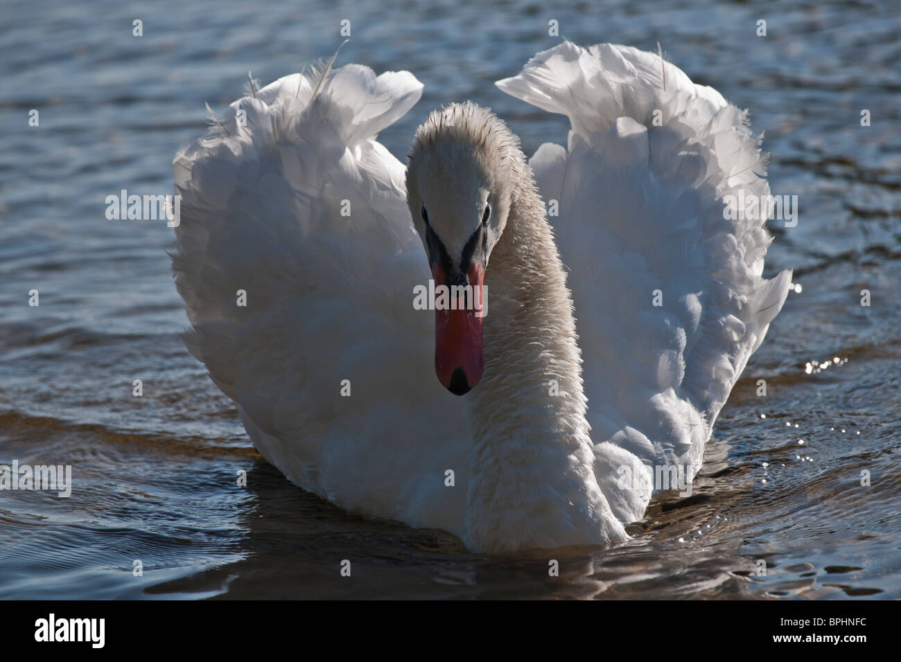 Swim hi res hi-res stock photography and images - Alamy