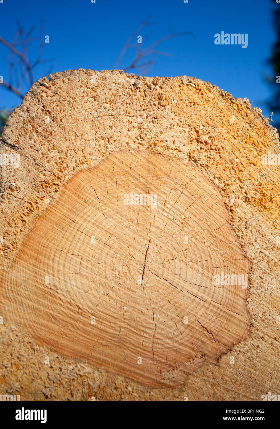 Closeup cross section of a tree trunk of an old cut snag . Has solid ...