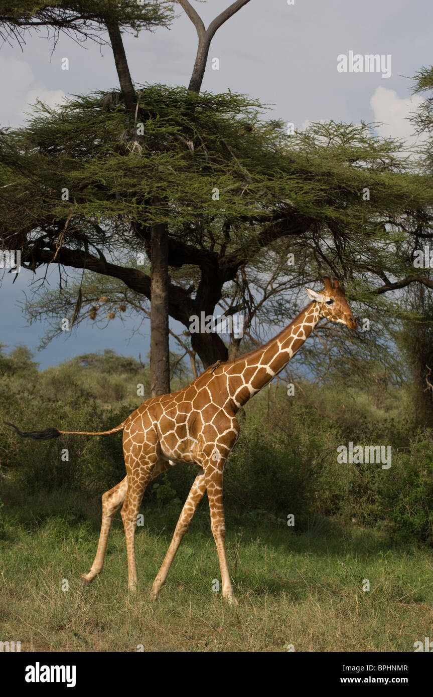 Reticulated giraffe ( Giraffa camelopardalis reticulata), Samburu and ...