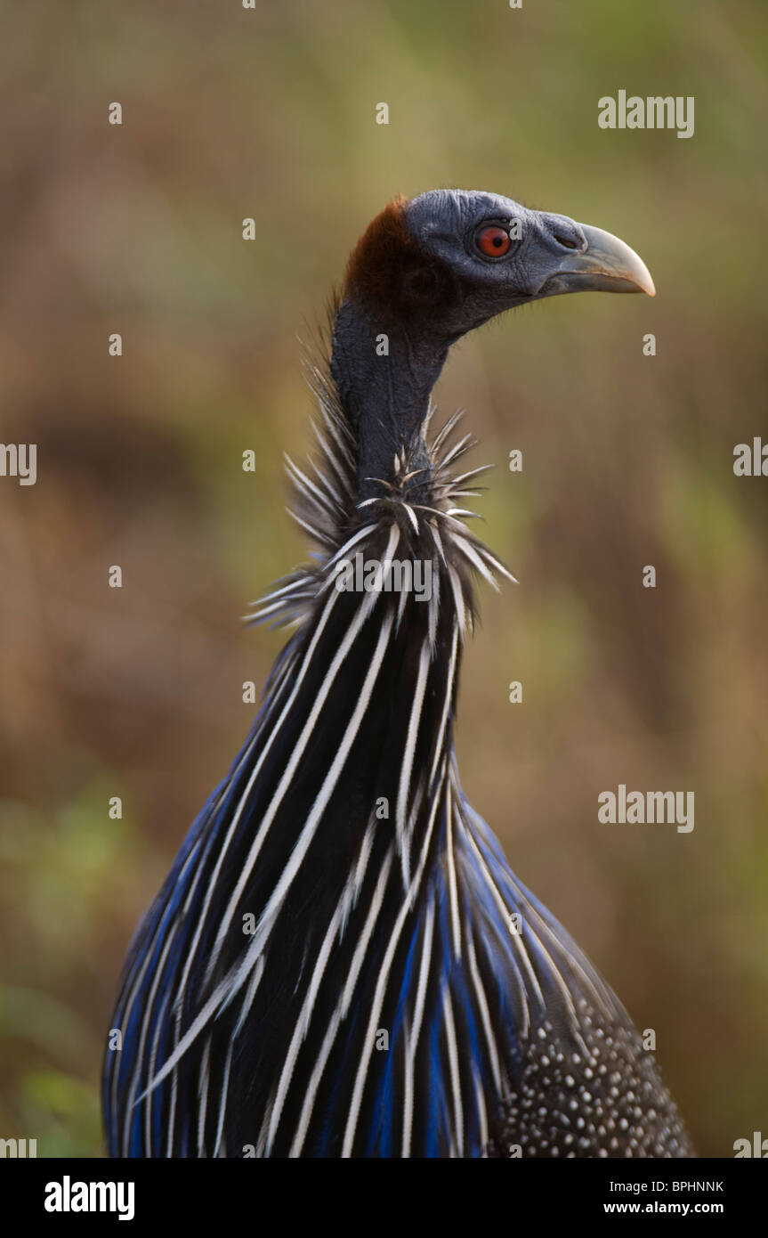 Vulturine guineafowl (Acryllium vulturinum), Samburu and Buffalo ...