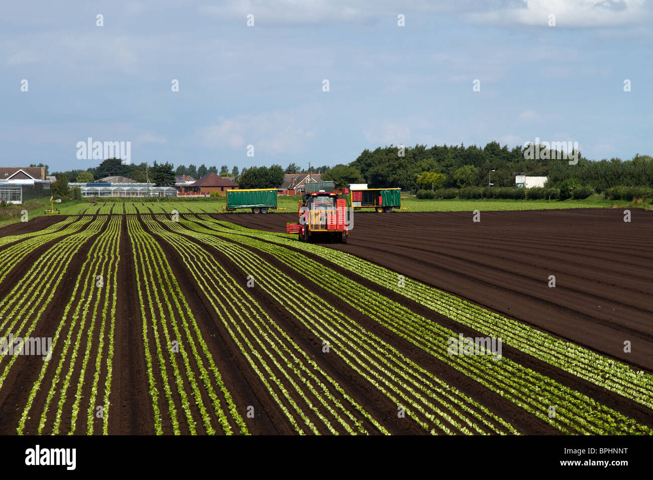 Automatic Planting Machine Lettuce planters Tractor and Seeder at Mere ...