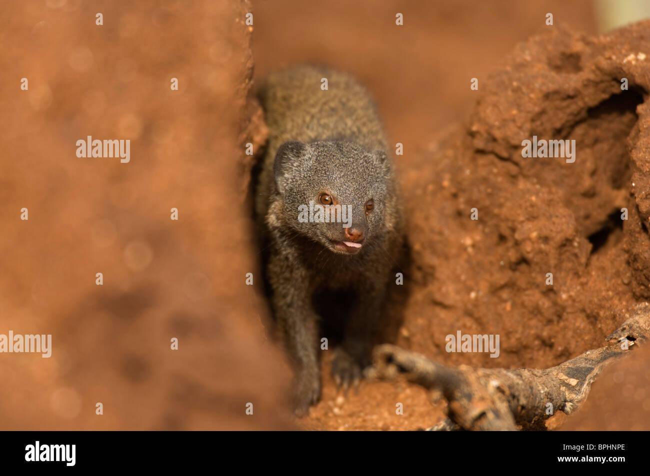 Dwarf mongoose ( Helogale hirtula) at its den in a termite mound ...
