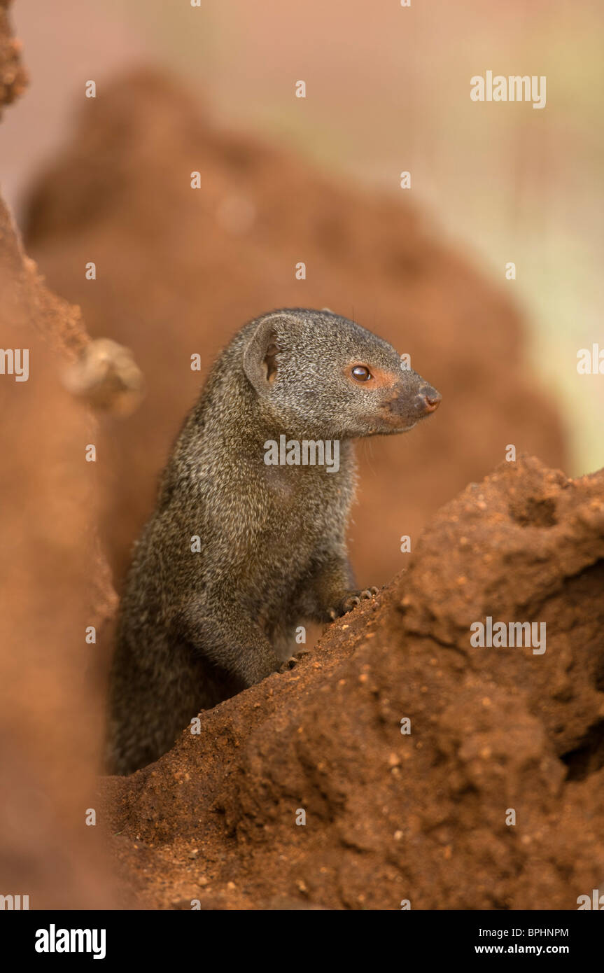 Dwarf mongoose ( Helogale hirtula) at its den in a termite mound ...