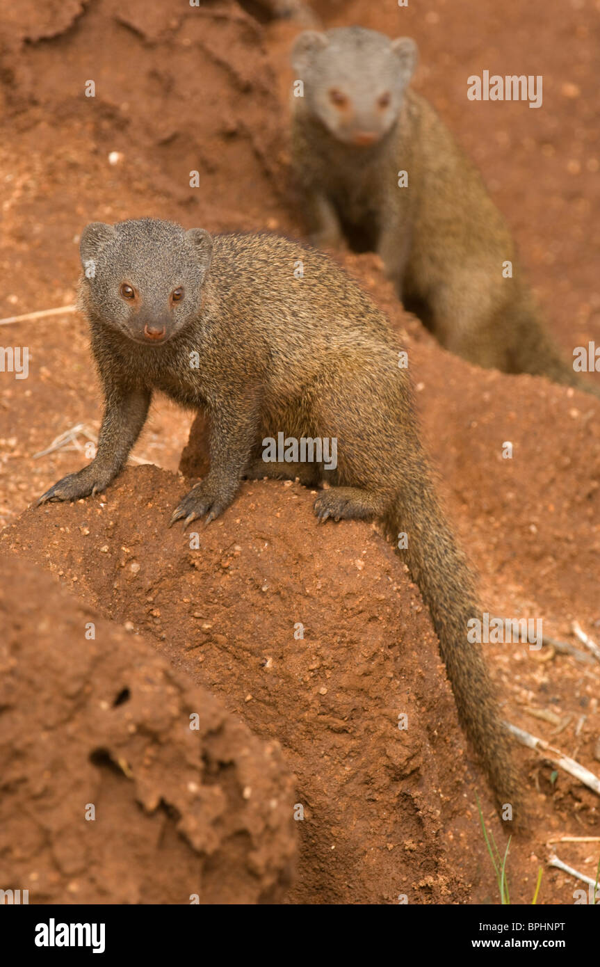 Dwarf mongoose ( Helogale hirtula) at its den in a termite mound ...