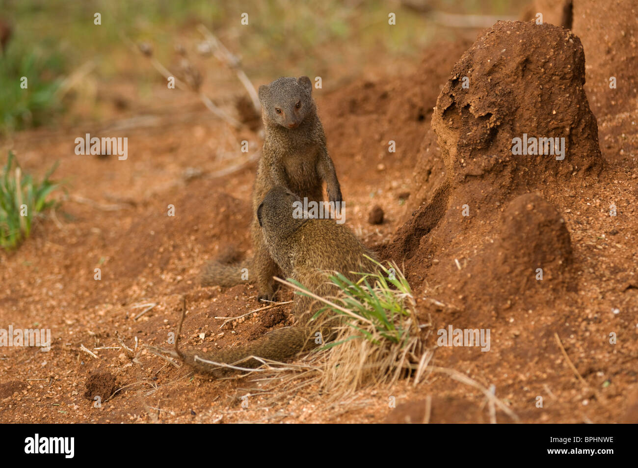 Dwarf mongoose ( Helogale hirtula) at its den in a termite mound ...