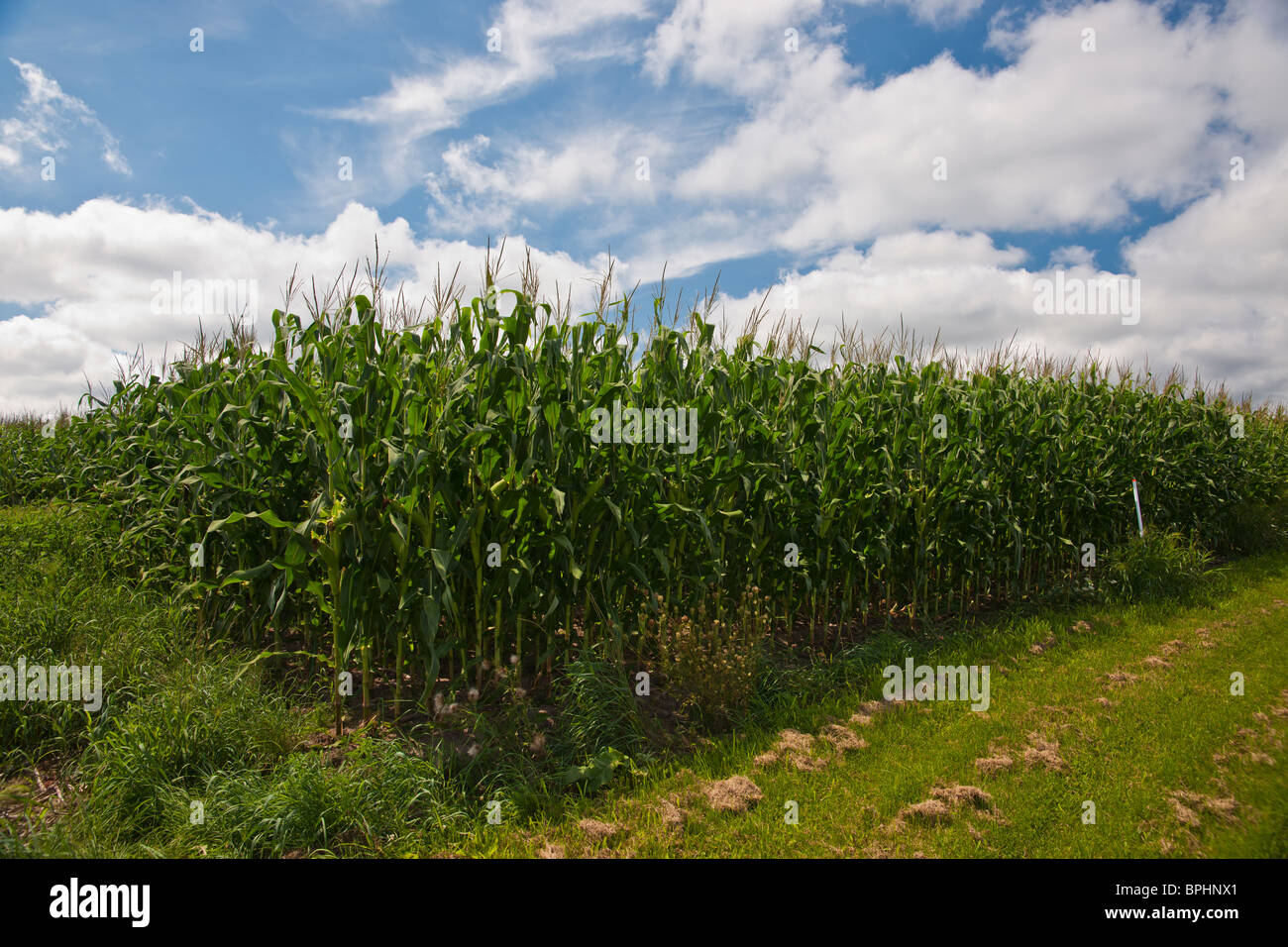 American farming a field with green corn rural landscape large high ...