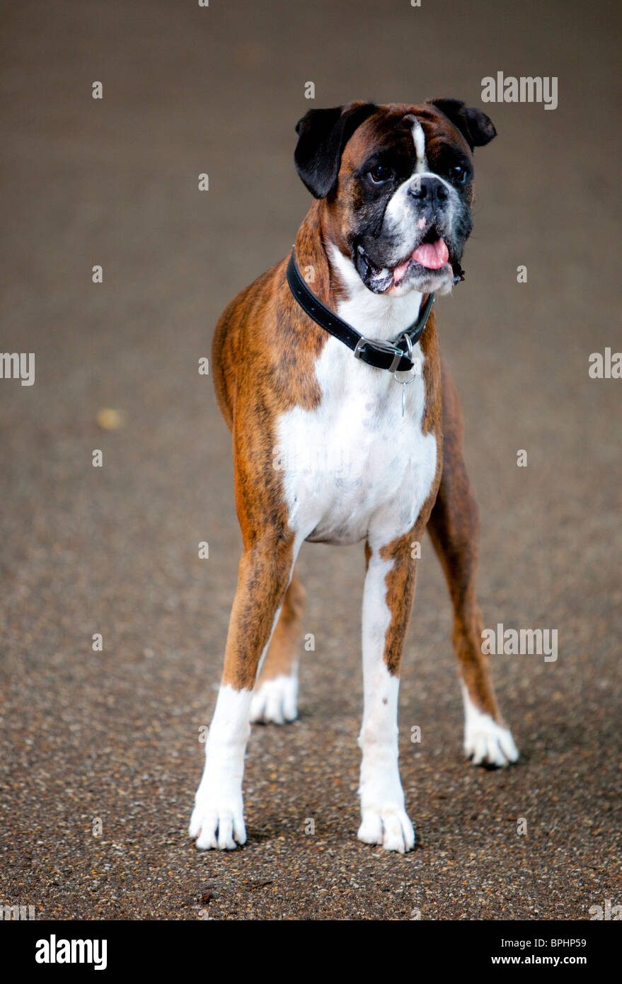 Portrait of a German boxer Stock Photo - Alamy