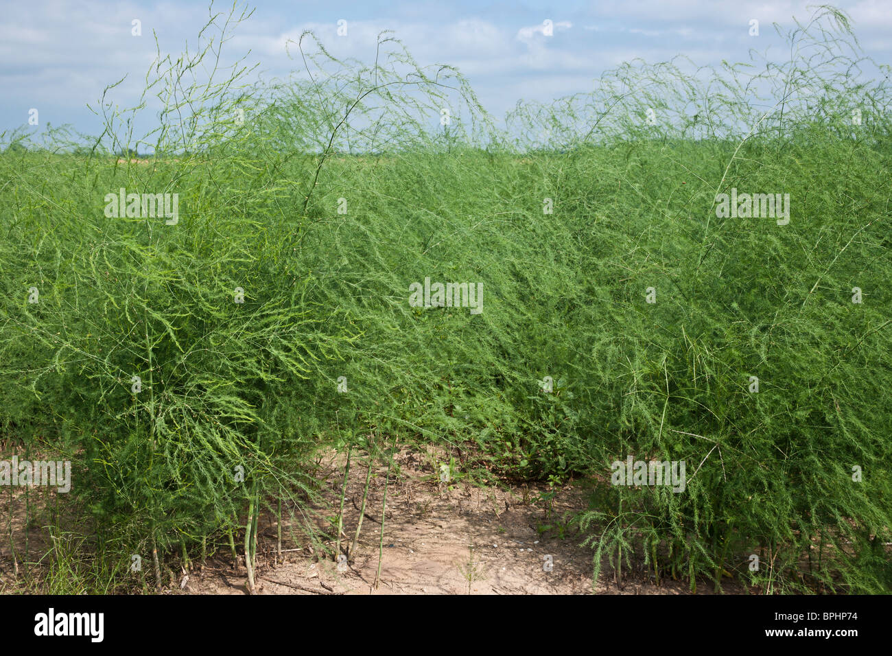 American farming growing Asparagus officinalis in Michigan MI USA US ...