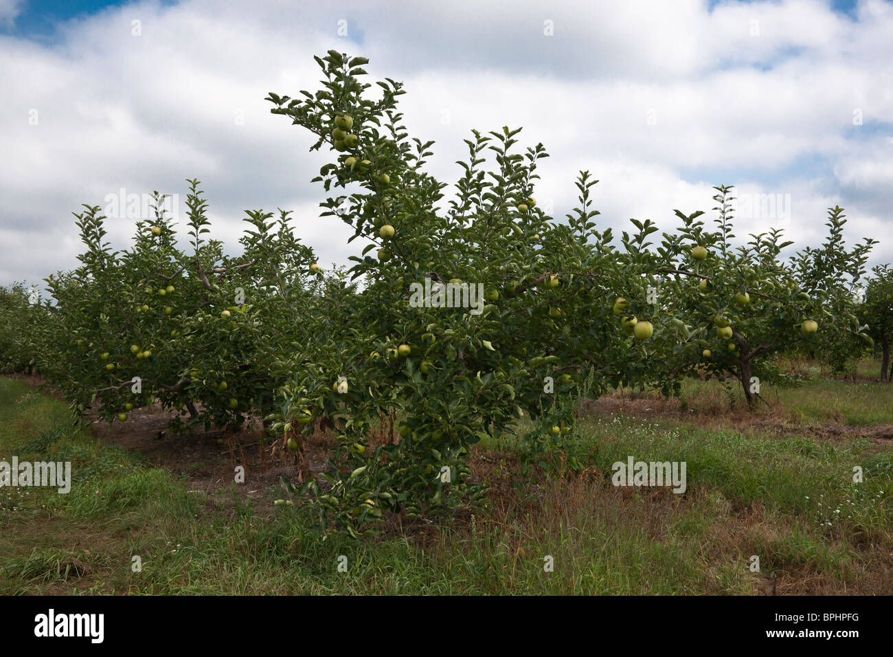 Apples hi res hi-res stock photography and images - Alamy