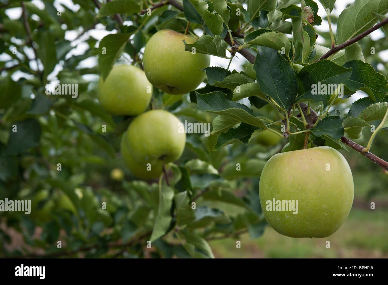 Apples hi res hi-res stock photography and images - Alamy