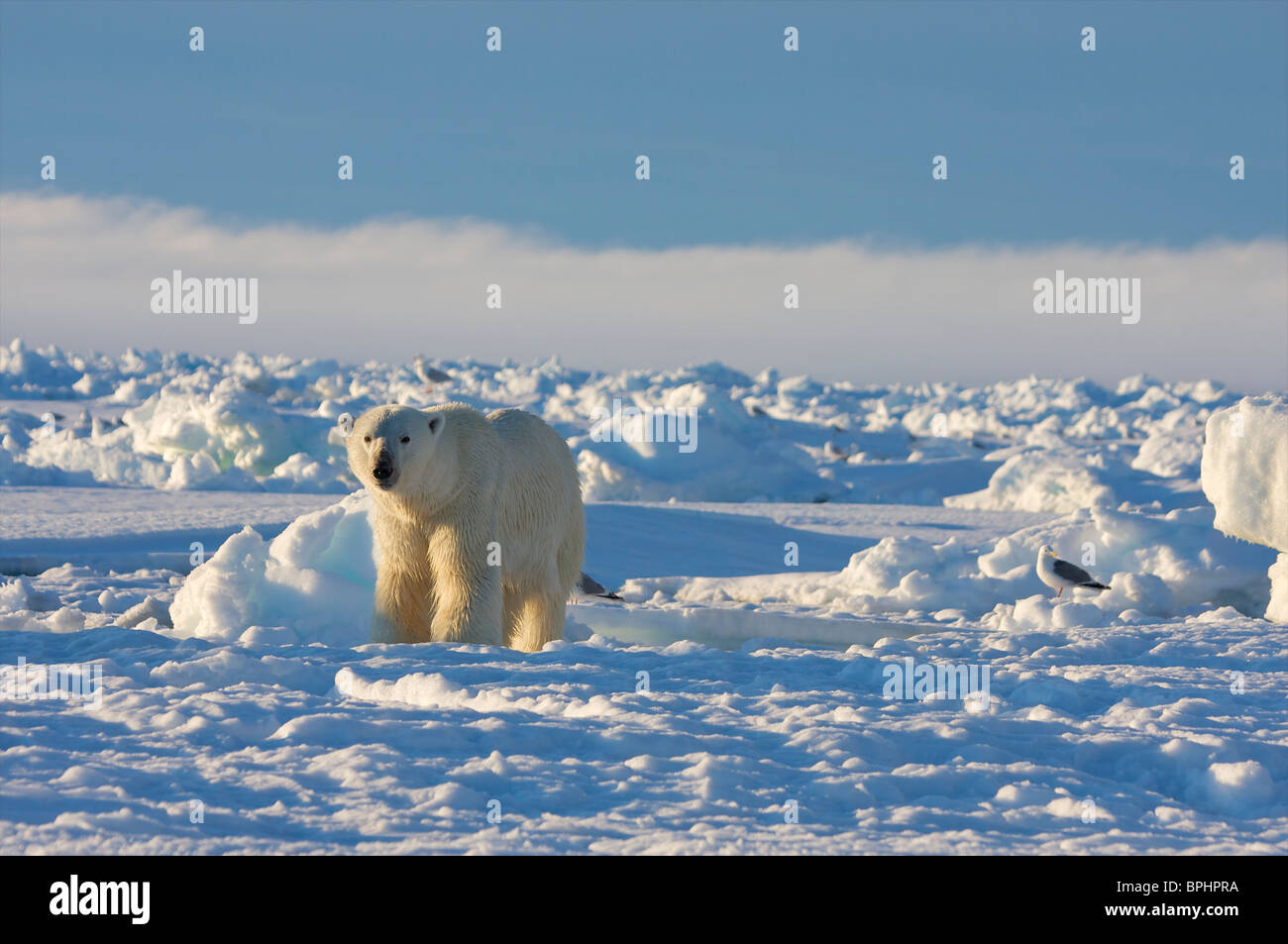 Polar bear on spring floe edge in the Canadian high Arctic Stock Photo ...