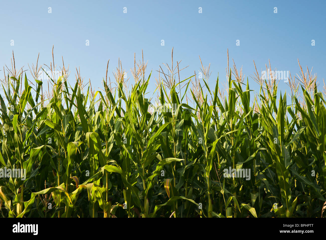 Corn field in MI cornfield nobody rural horizontal landscape nobody ...