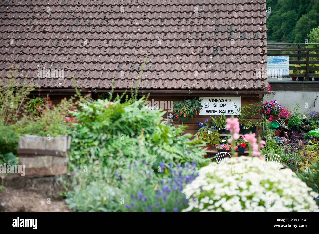 Tintern parva vineyard hi-res stock photography and images - Alamy