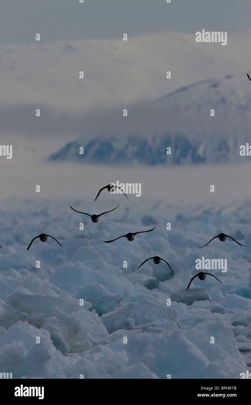 Lancaster sound and the arctic and ship hi-res stock photography and ...