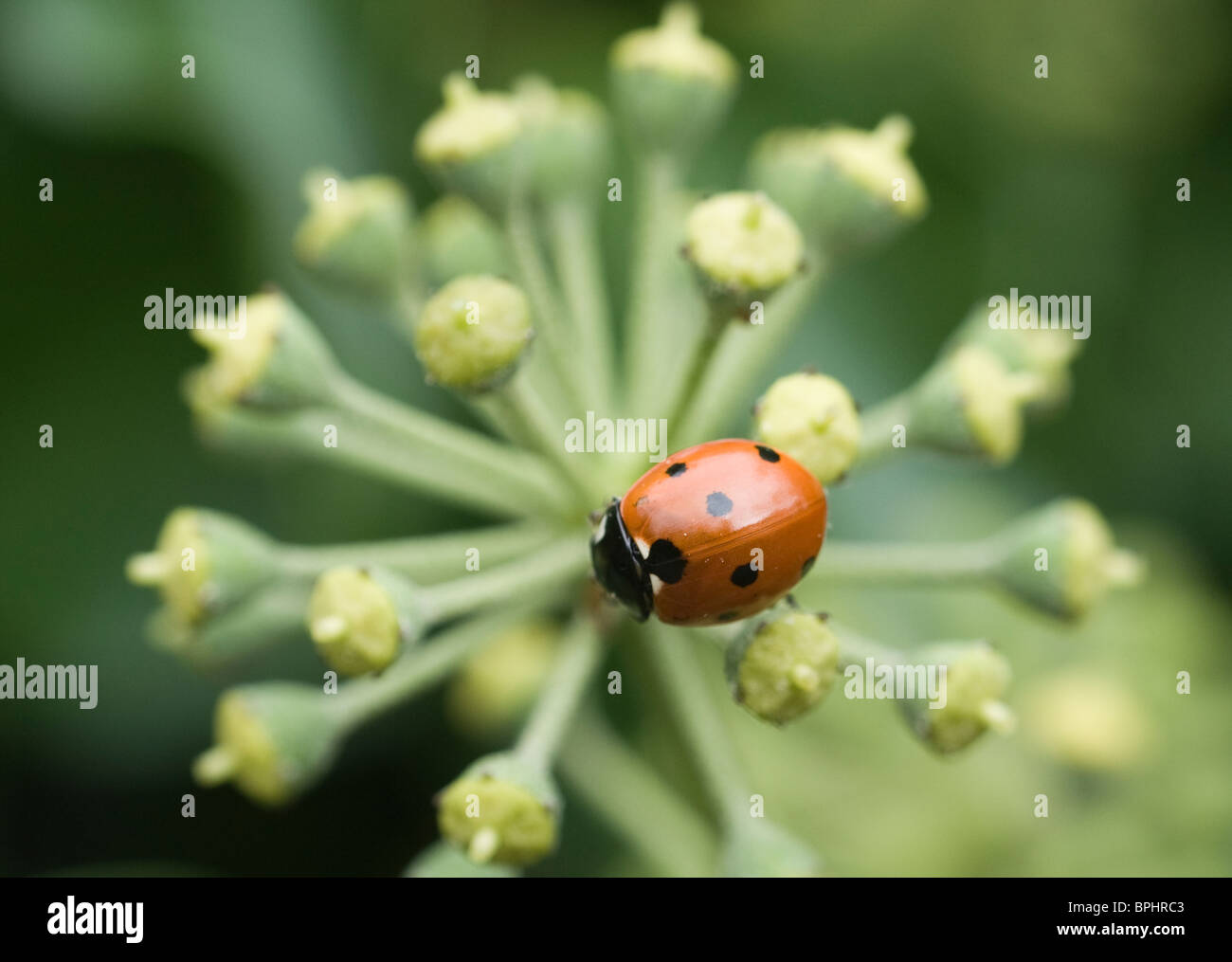 7 - Spot Labybird Coccinela 7-punctata on ivy in garden Norfolk ...