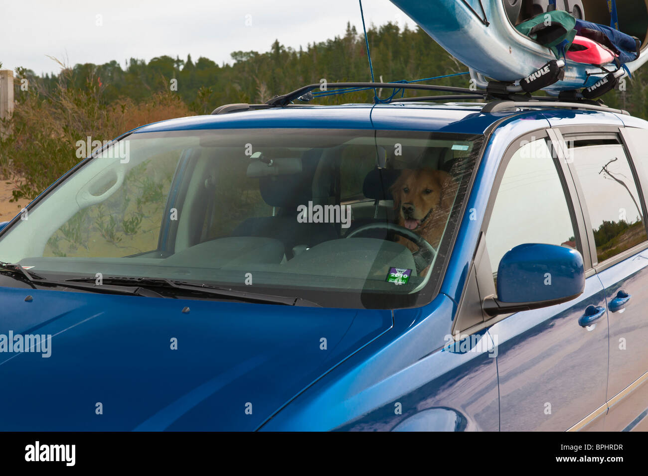 Funy photo dog animal behind the wheel of a carGolden Retriever dog ...