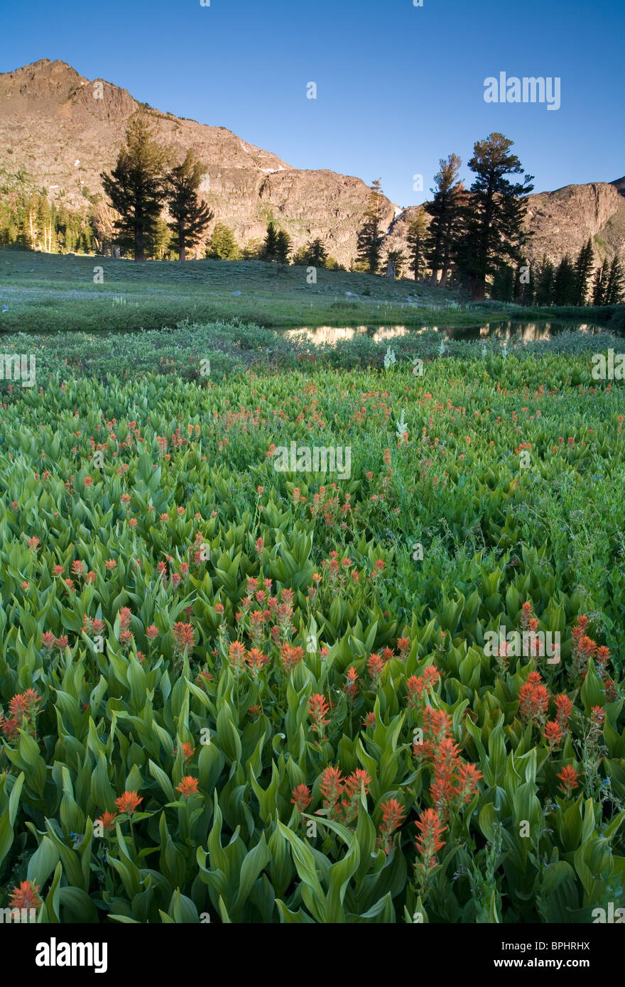 Field of Indian Paintbrush (Castilleja sp.) Flowers near Carson Pass ...
