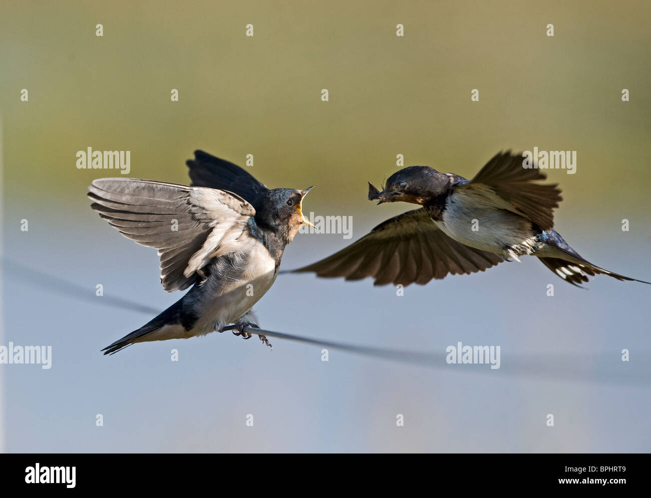 Barn swallow feeding young hi-res stock photography and images - Alamy