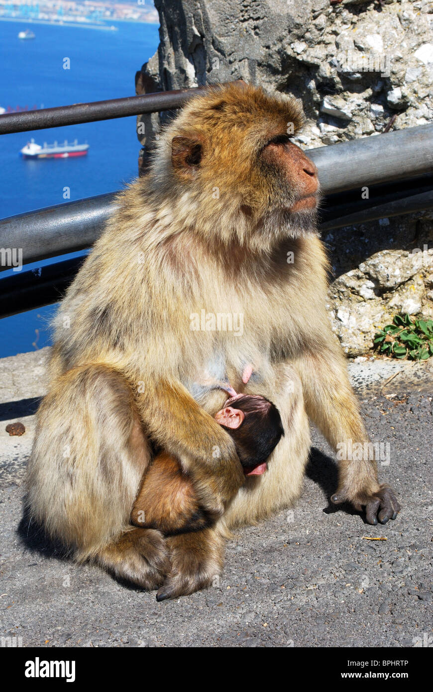 Feeding apes hi-res stock photography and images - Alamy