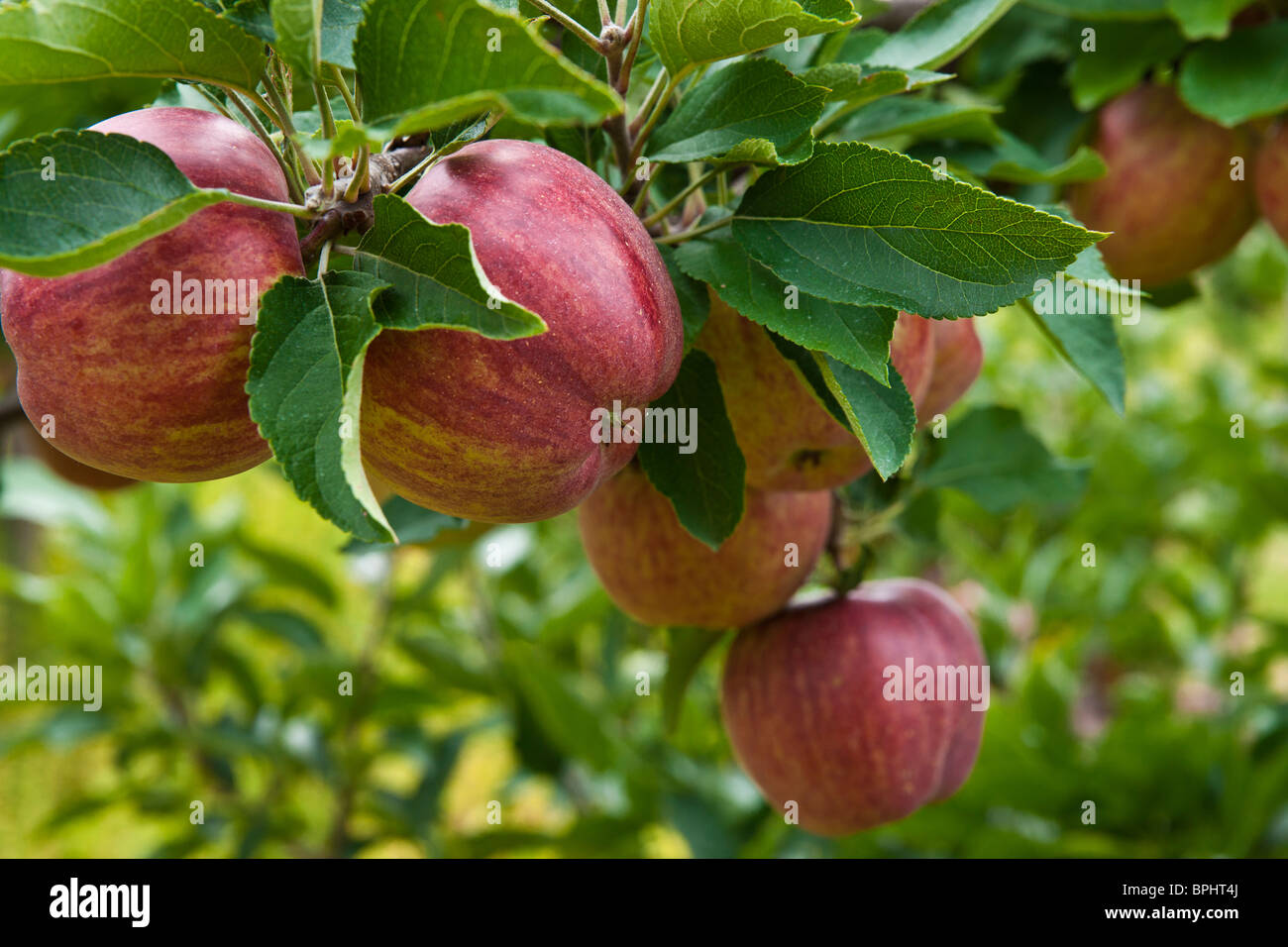 Apples hi res hi-res stock photography and images - Alamy