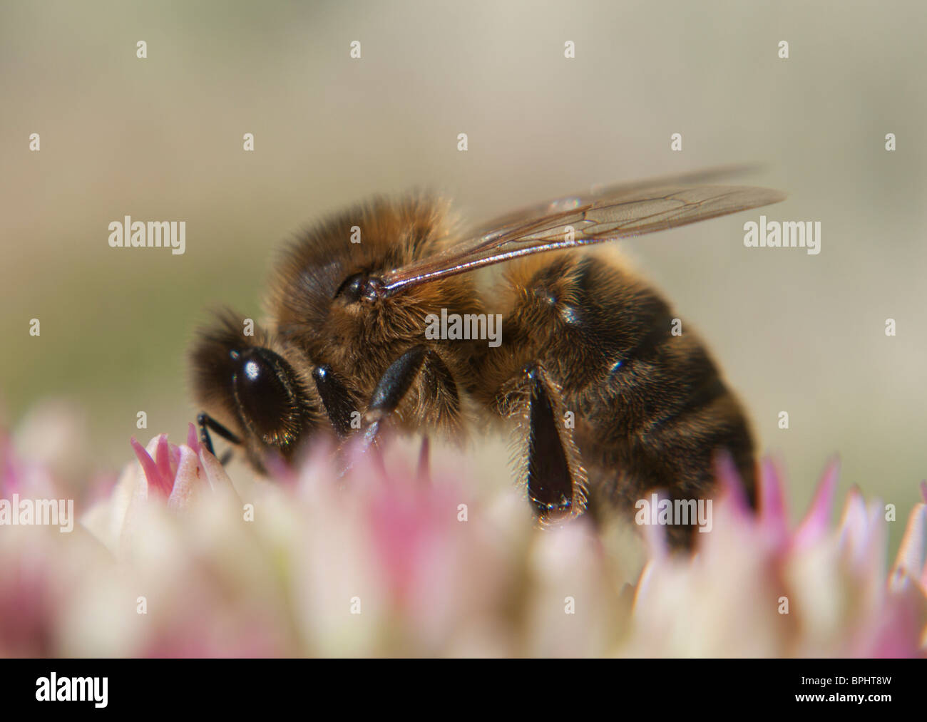 Macro photograph of a bee hi-res stock photography and images - Alamy