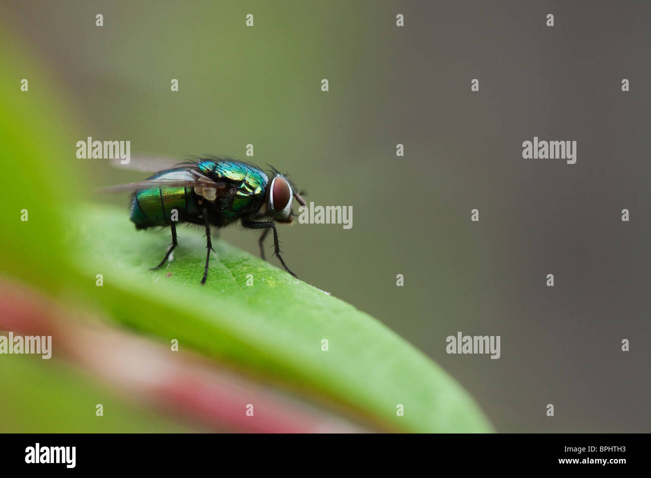 Pyracanths High Resolution Stock Photography and Images - Alamy