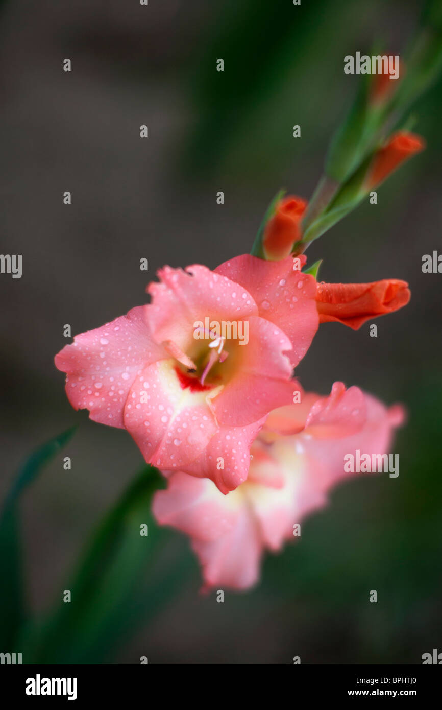 Gladiola stem hi-res stock photography and images - Alamy