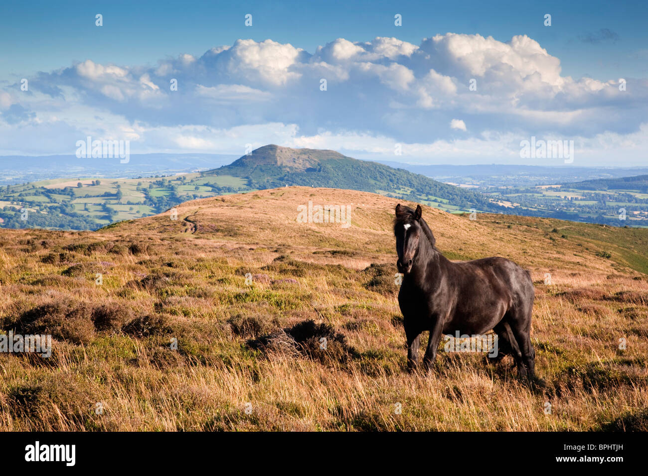 Pandy hi-res stock photography and images - Alamy