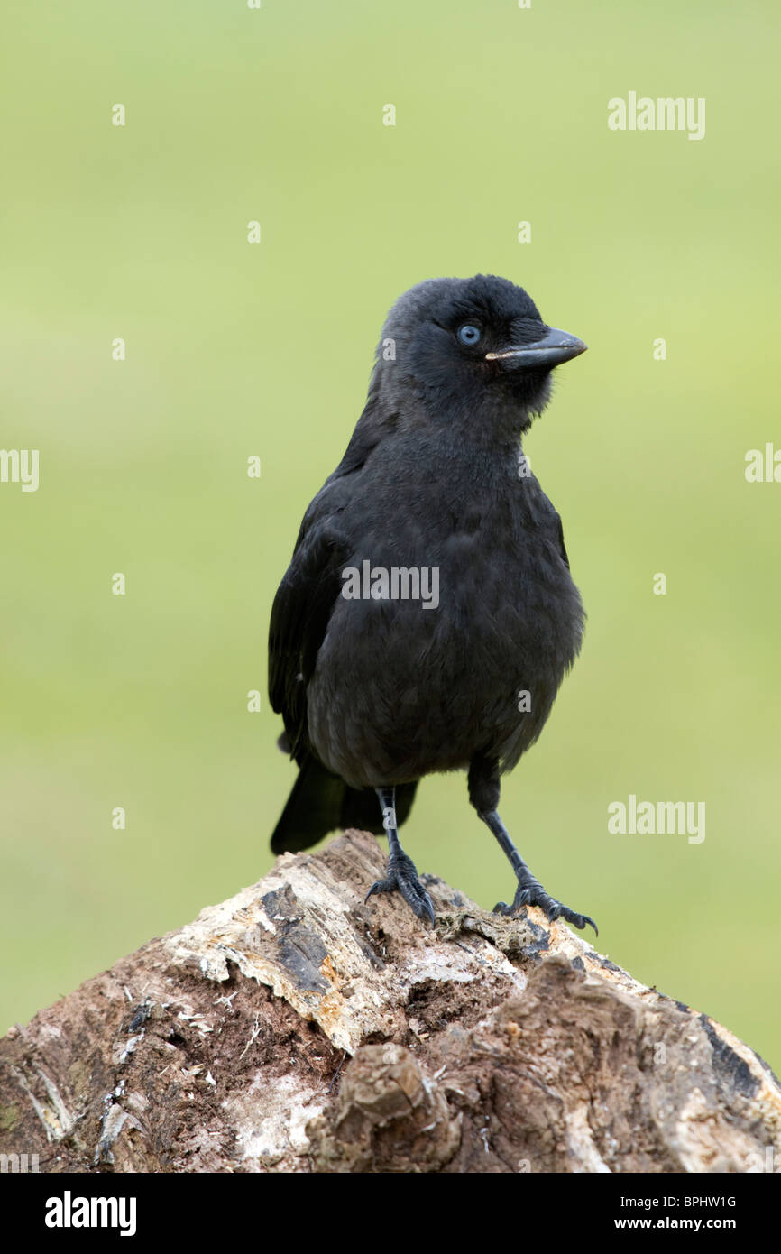 Juvenile jackdaw hi-res stock photography and images - Alamy