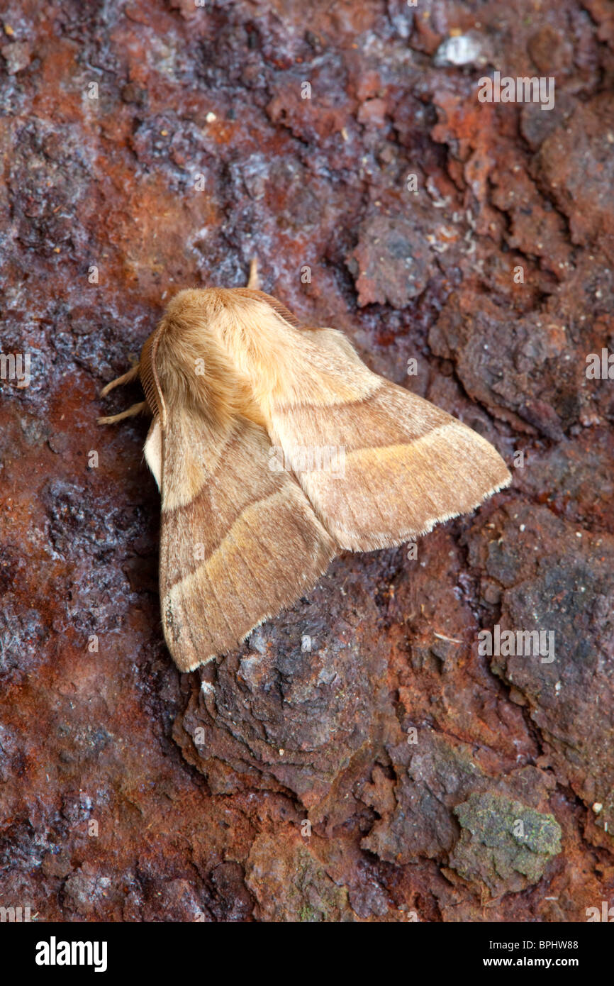 Lackey moth hi-res stock photography and images - Alamy