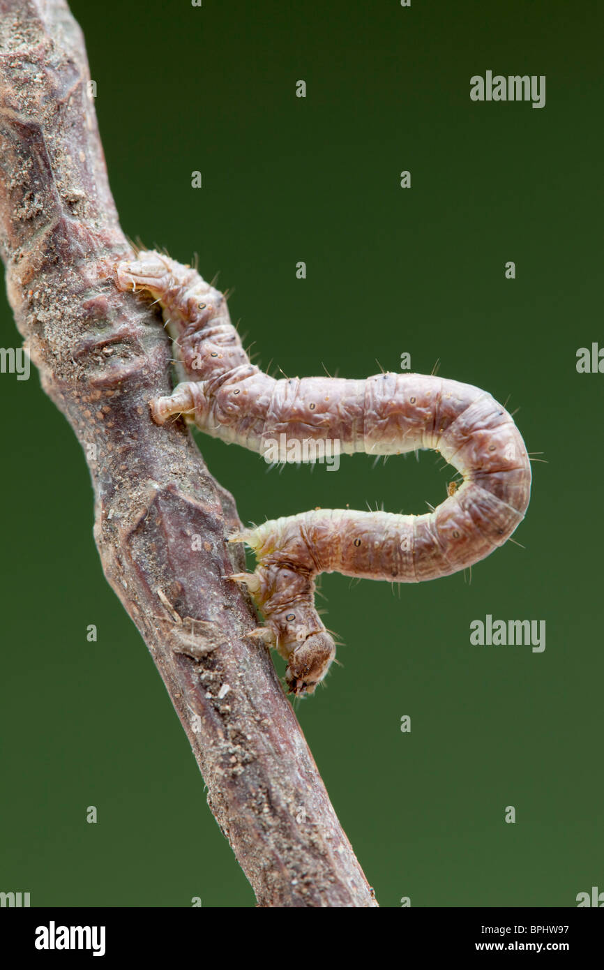 Looper Caterpillar of Mottled Beauty Moth; Alcis repandata Stock Photo ...