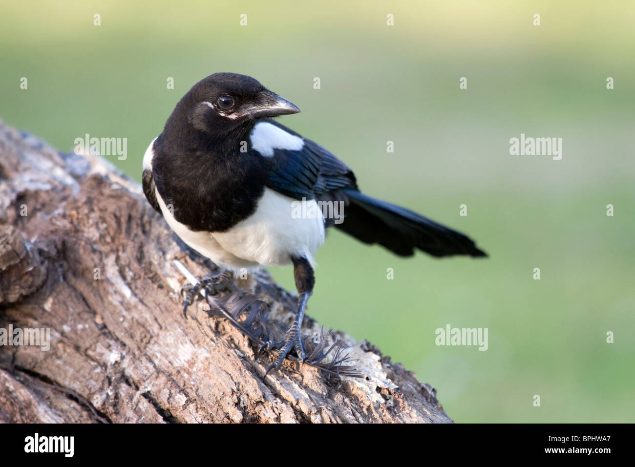 Juvenile magpie hi-res stock photography and images - Alamy