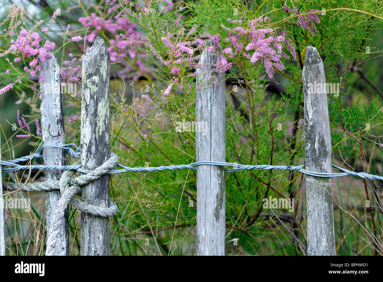 A rustic picket fence marking the boundary of a coastal garden, Shingle ...