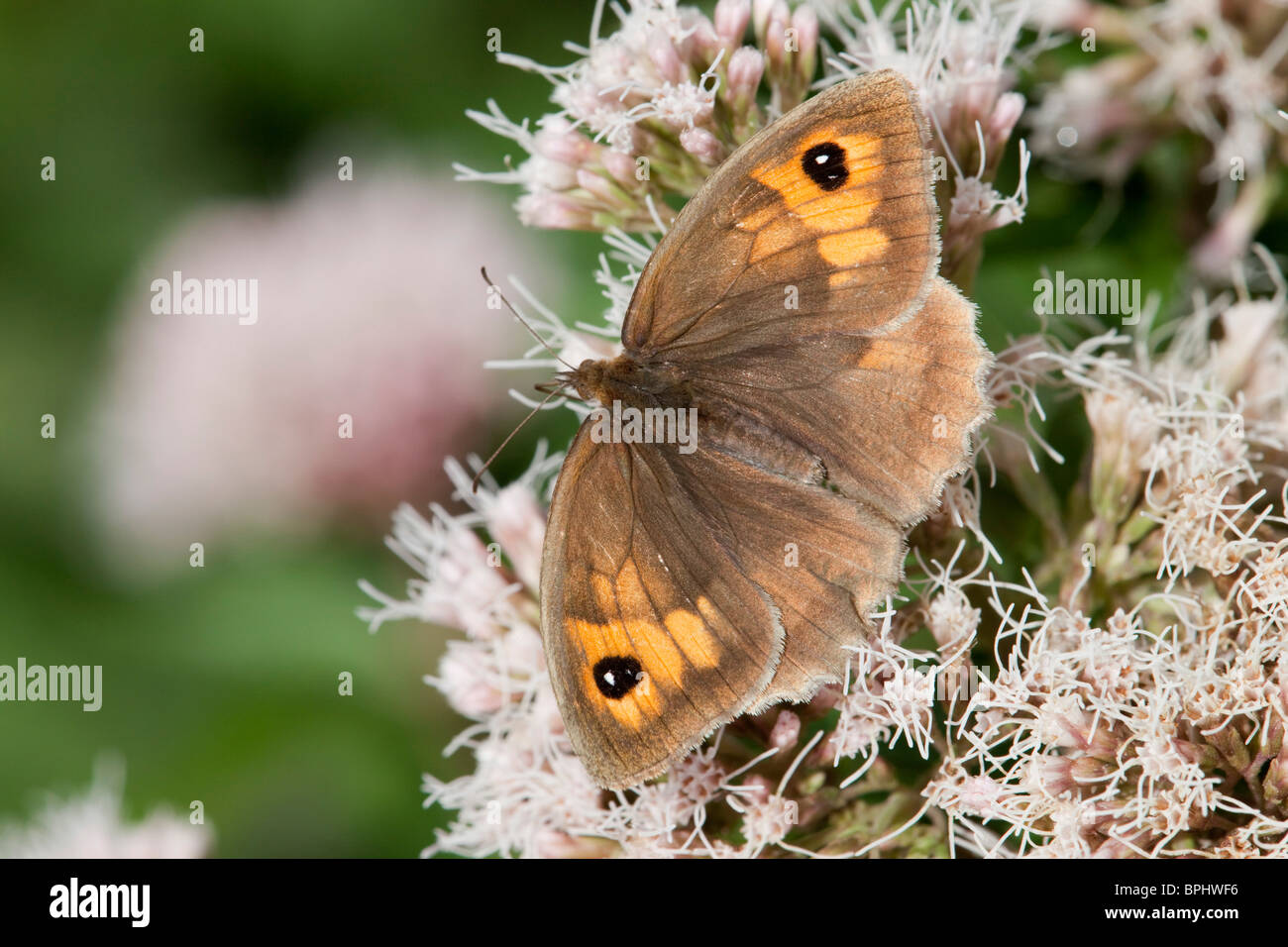Maniola jurtina female meadow hi-res stock photography and images - Alamy