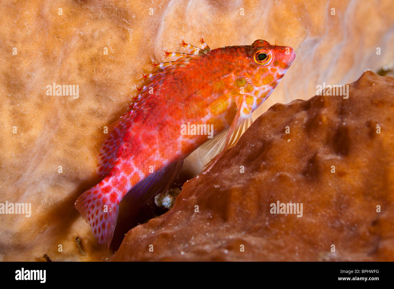 Pixie hawkfish, Bunaken Marine Park, Sulawesi, Indonesia Stock Photo - Alamy