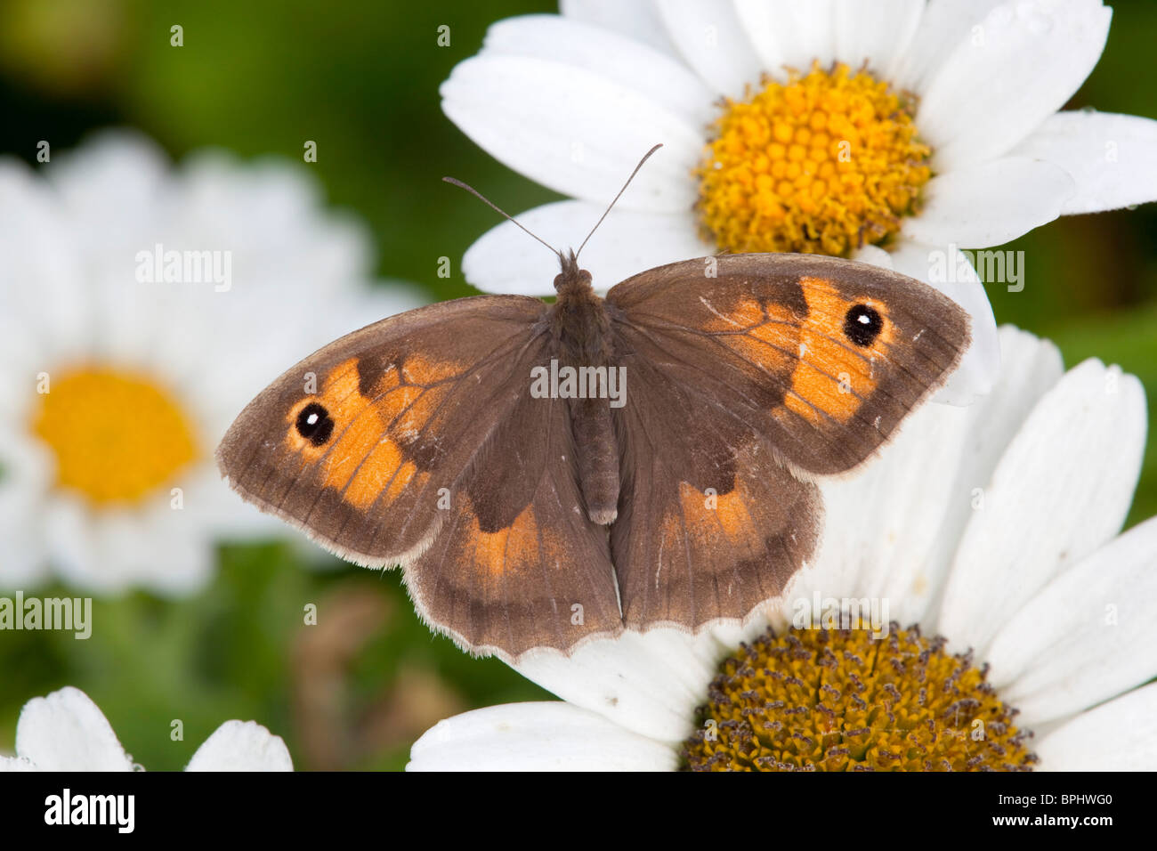 Meadow Brown Butterfly; Maniola jurtina;female Stock Photo - Alamy