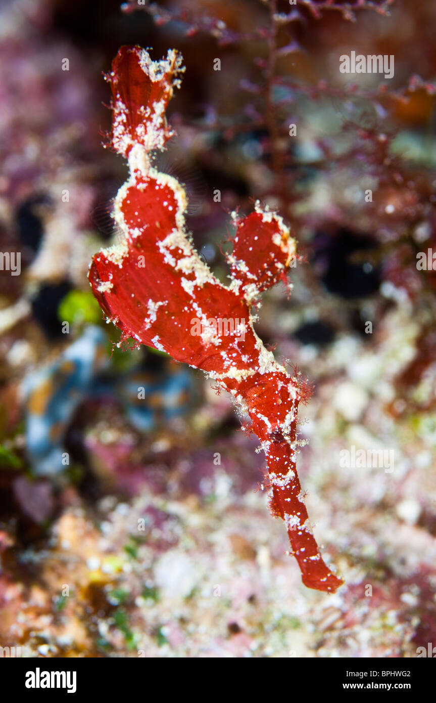 Pipefish indonesia hi-res stock photography and images - Alamy