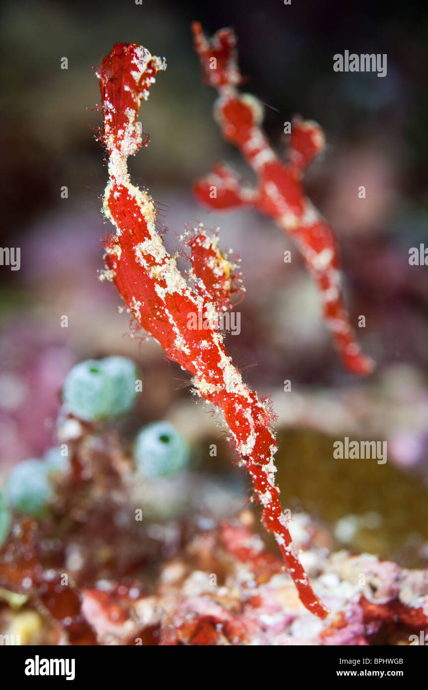 Pair of pipefish hi-res stock photography and images - Alamy