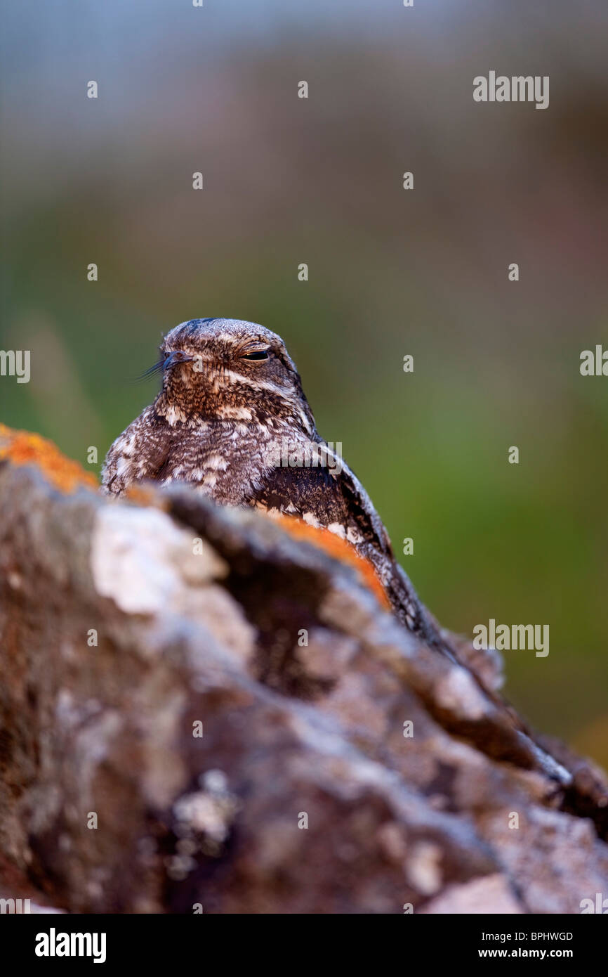 Nightjar bird hi-res stock photography and images - Alamy