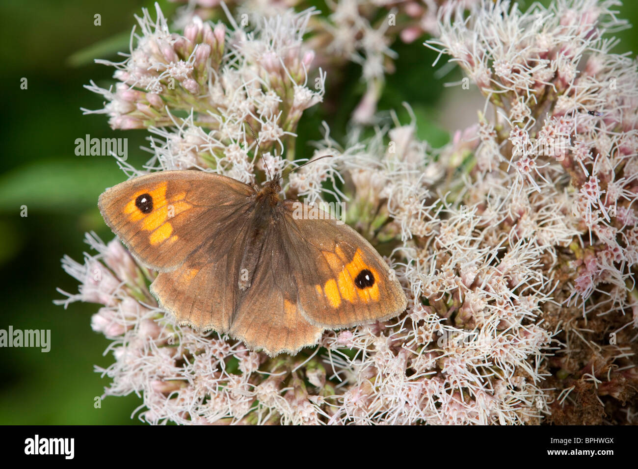 Meadow Brown Butterfly; Maniola jurtina;female Stock Photo - Alamy