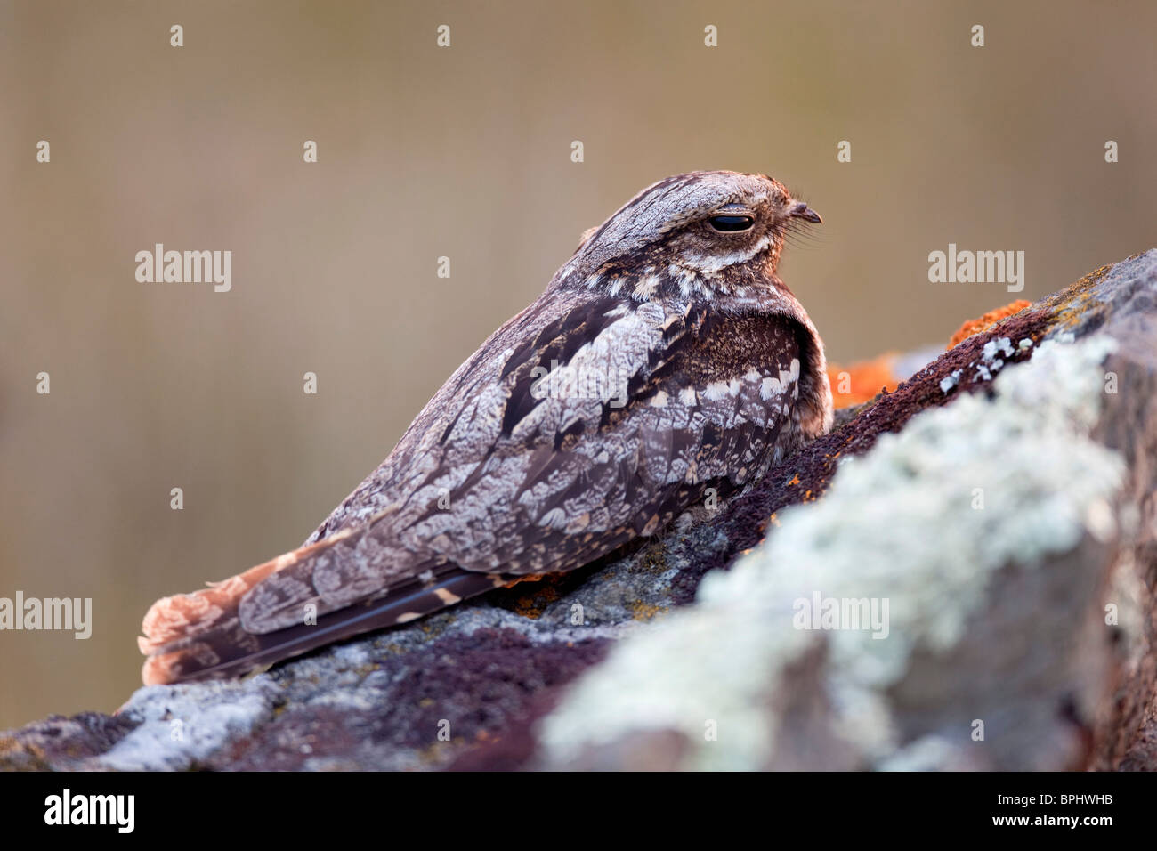 Nightjar hi-res stock photography and images - Alamy