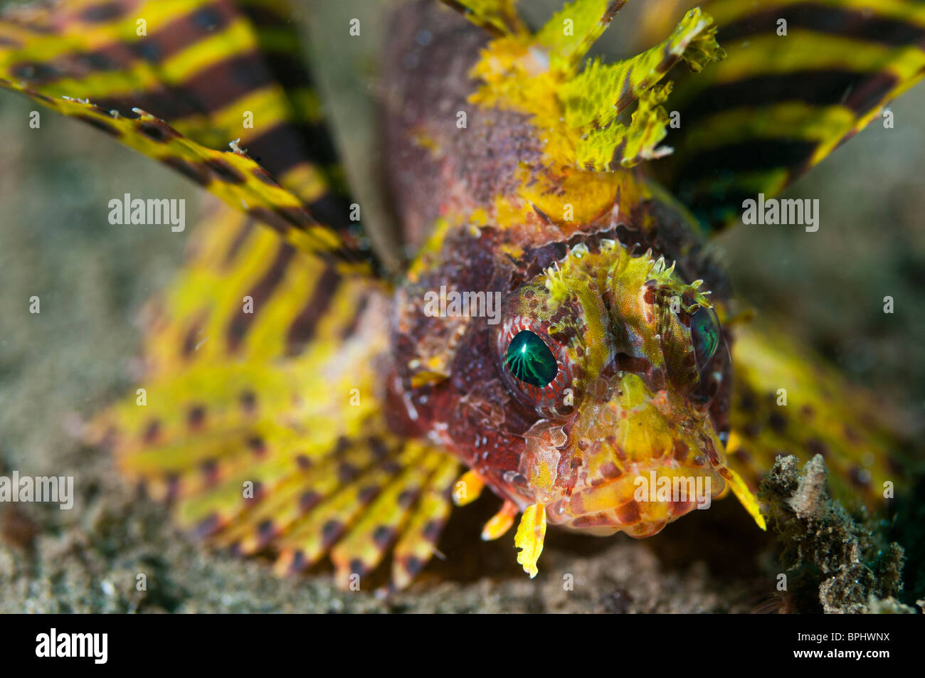 Yellow Fuzzy Dwarf Lionfish
