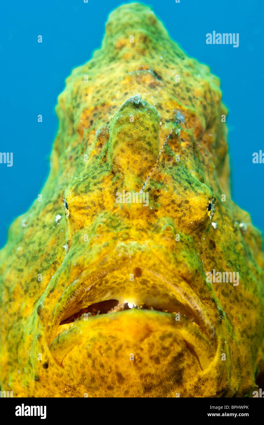 Giant frogfish, Bunaken Marine Park, Manado, Sulawesi, Indonesia Stock ...