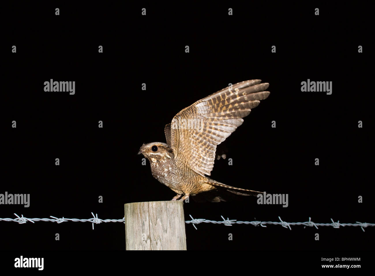 Nightjar hi-res stock photography and images - Alamy