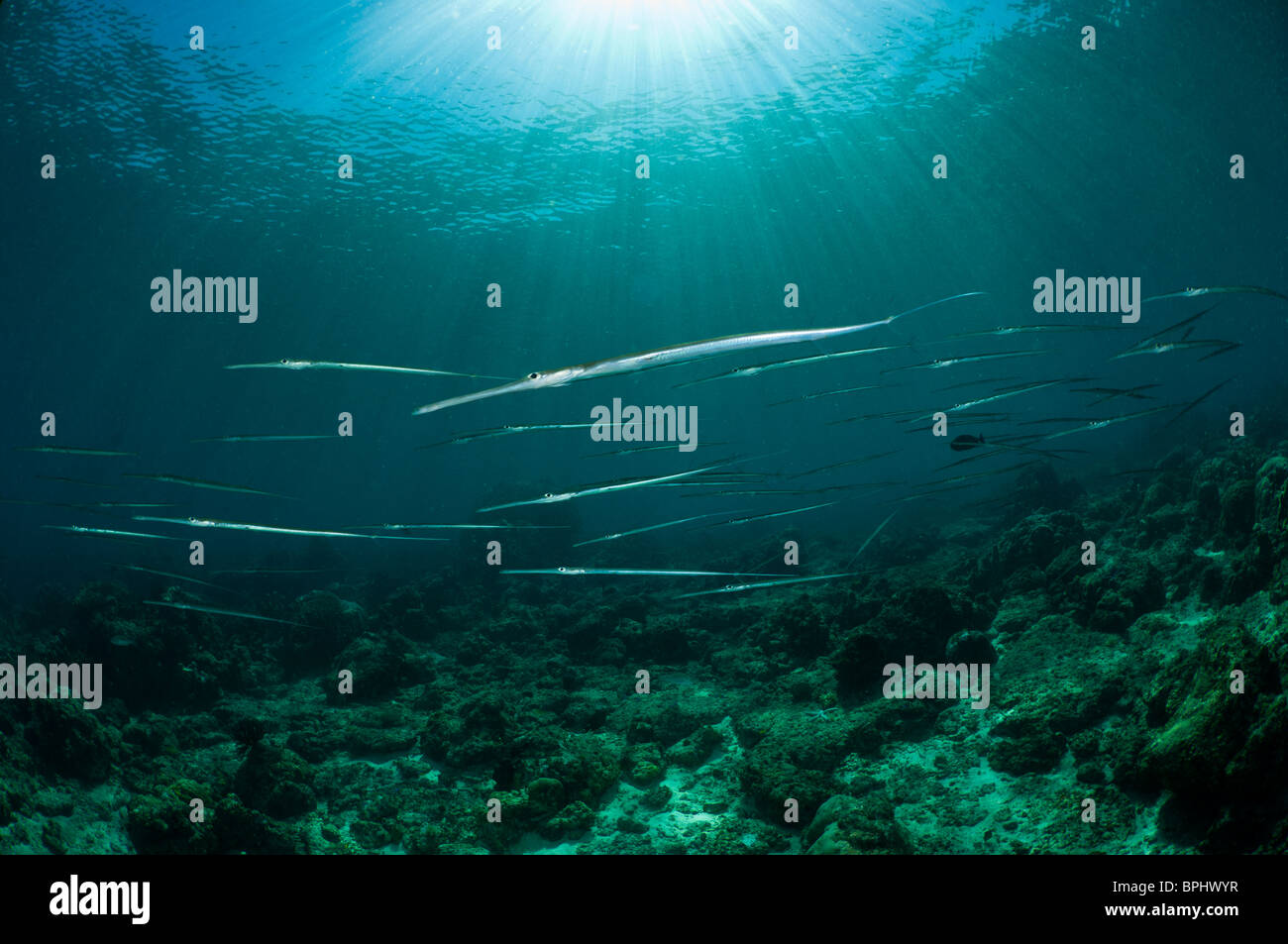 Cornetfish hi-res stock photography and images - Alamy