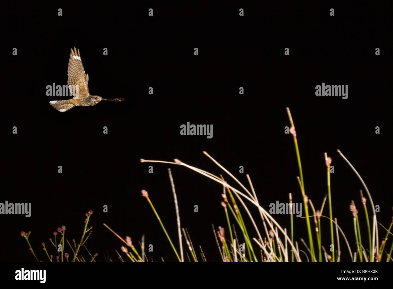 Nightjar in the wild hi-res stock photography and images - Alamy
