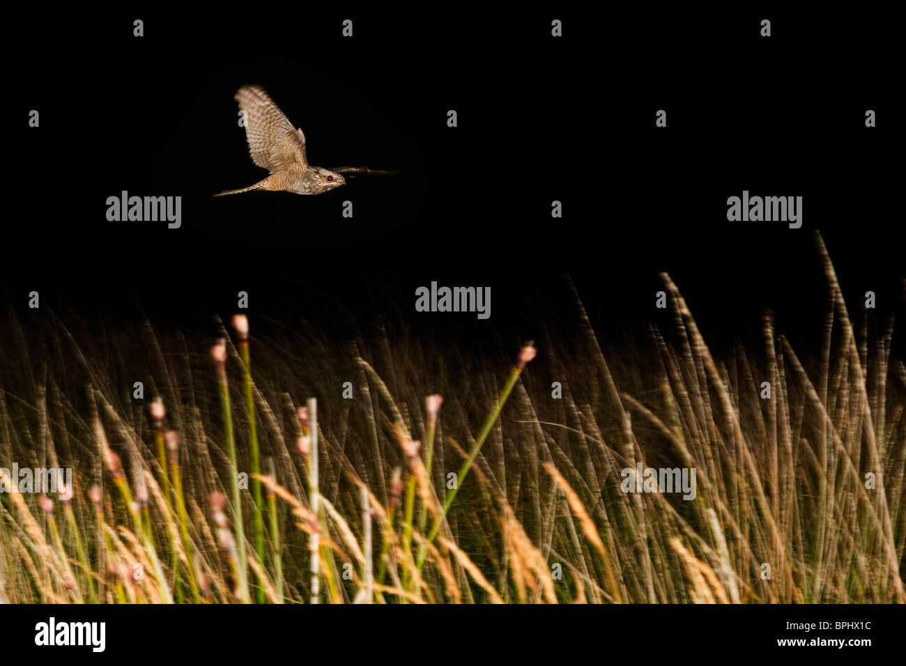 Nightjar; Caprimulgus europaeus; Cornwall; female in flight Stock Photo ...