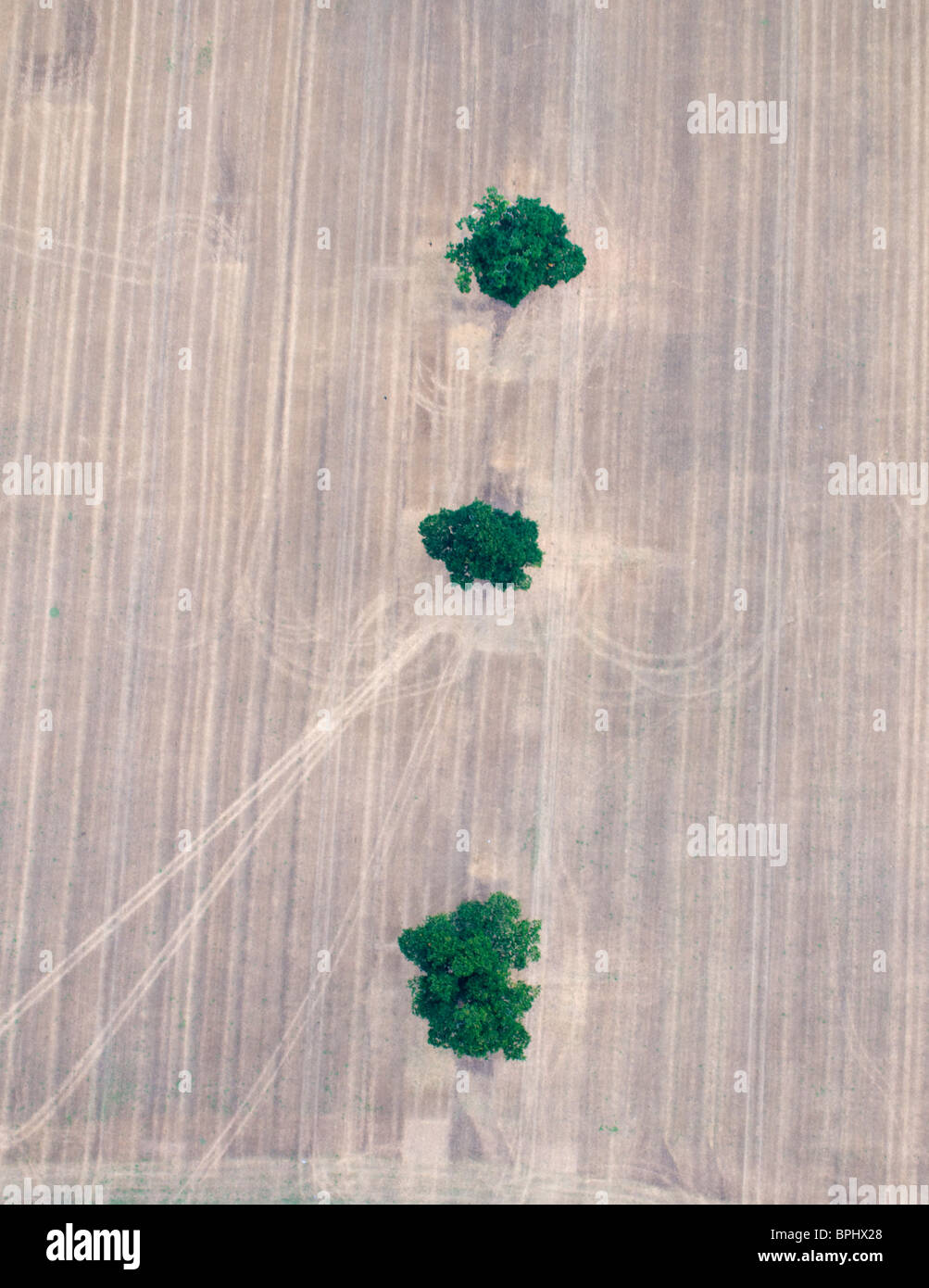 Three Oak Trees in stubble field Norfolk October Stock Photo - Alamy