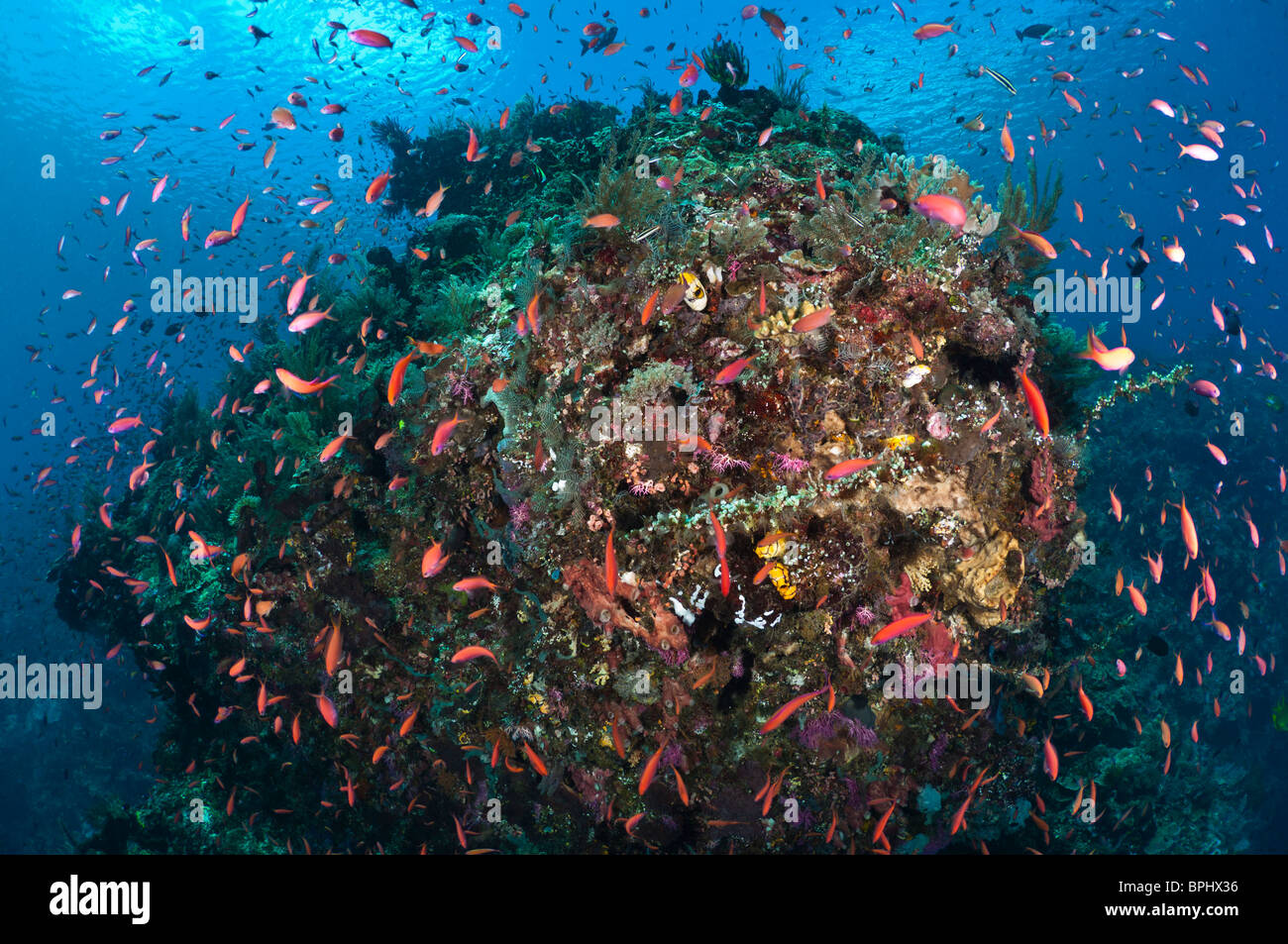 Schooling basslets surrounding a hard coral colony, Bunaken Marine Park ...
